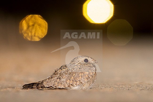 Agami - Egyptische Nachtzwaluw; Egyptian Nightjar; Caprimulgus aegyptius