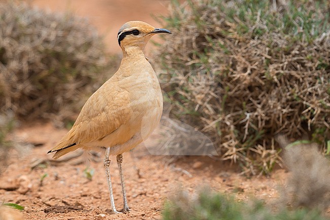 Agami - Cream-colored Courser, Cursorius cursor