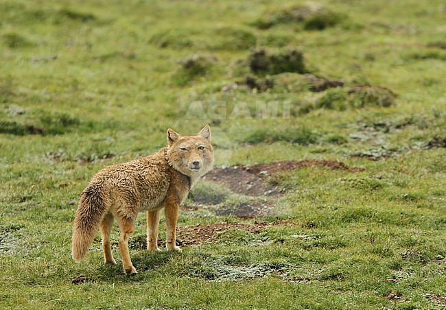 Tibetan Sand Fox Tibetan Fox Looks Back With A Faint Smile CGTN