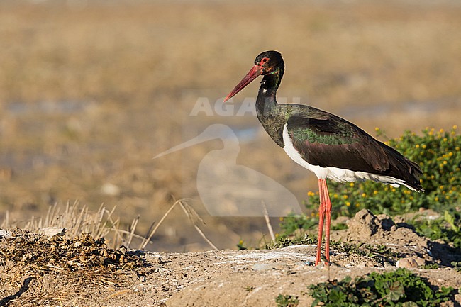 Agami - Zwarte Ooievaar, Black Stork, Ciconia nigra