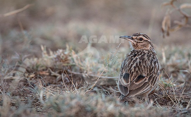 Agami - Short-tailed Lark, Spizocorys fremantlii