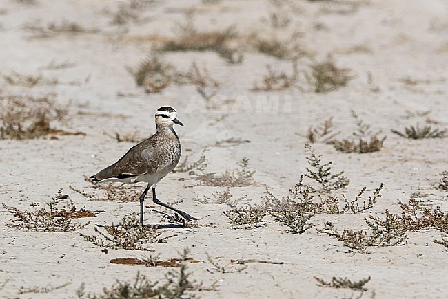 Agami - Sociable Lapwing, Vanellus gregarius
