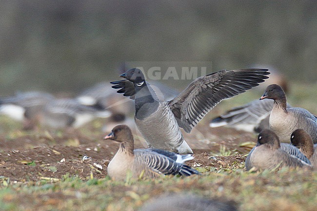 Agami - Grey-bellied Brant