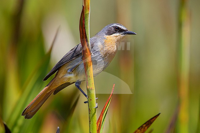 Agami - Cape Robin-chat, Dessonornis caffer