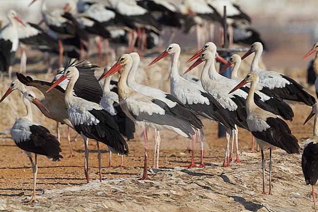 Agami - White Stork, Ciconia ciconia
