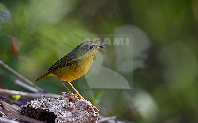 Agami - Golden Bush Robin, Tarsiger chrysaeus