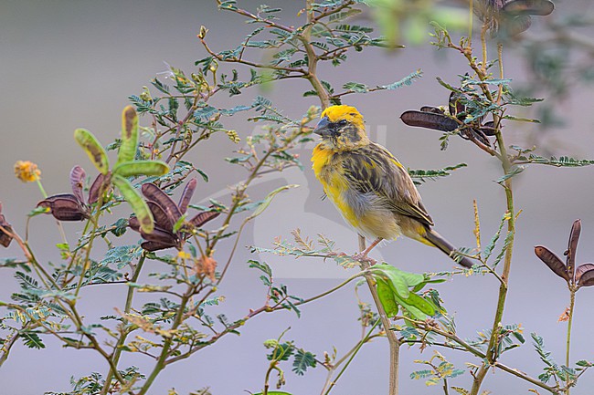 Agami - Asian golden weaver, Ploceus hypoxanthus