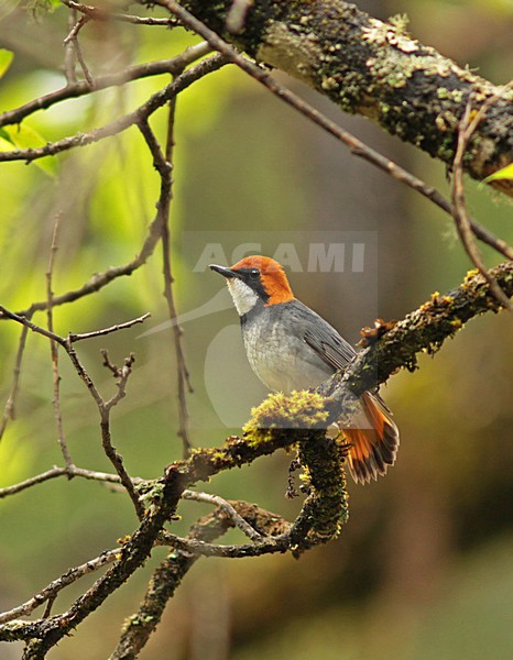 Agami - Roodkopnachtegaal, Rufous-headed Robin, Larvivora ruficeps