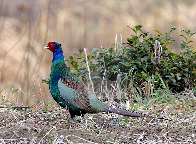Agami - Groene Fazant, Green Pheasant, Phasianus versicolor