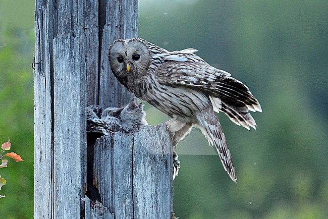 Agami - Oeraluil, Ural Owl, Strix uralensis