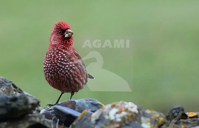Agami - Grote Roodmus, Caucasian Great Rosefinch, Carpodacus rubicilla