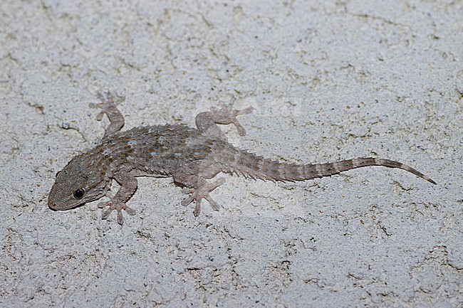 Agami - European Leaf-toed Gecko, Tarentola mauritanica