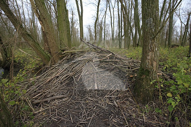 Agami - Beaver lodge Netherlands, Bever burcht Nederland
