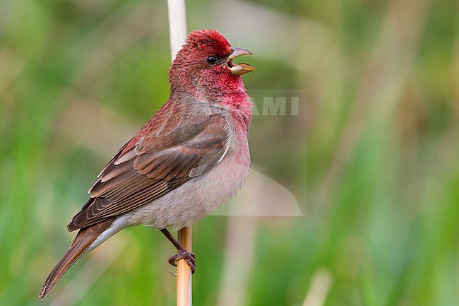 Agami - Common Rosefinch
