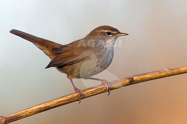 Agami - Cetti's Zanger; Cetti's Warbler; Cettia cetti