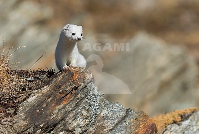 Agami - Stoat, Hermelijn, Mustela erminea