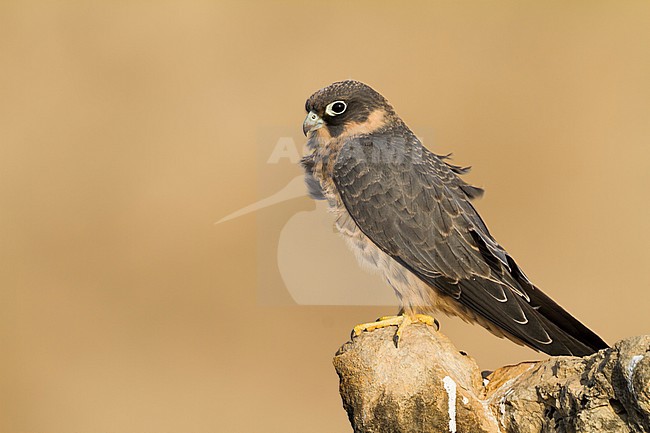 Agami - Sooty Falcon; Falco concolor