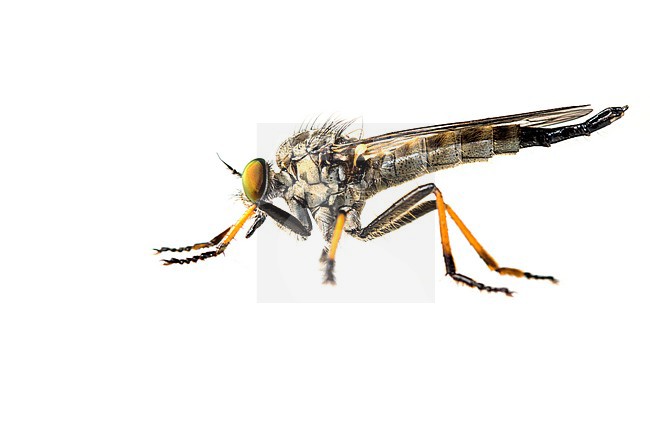 Agami - Common Awl Robberfly, Bosrandroofvlieg, Neoitamus cyanurus