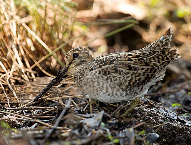 Agami - Pintail Snipe, Gallinago stenura