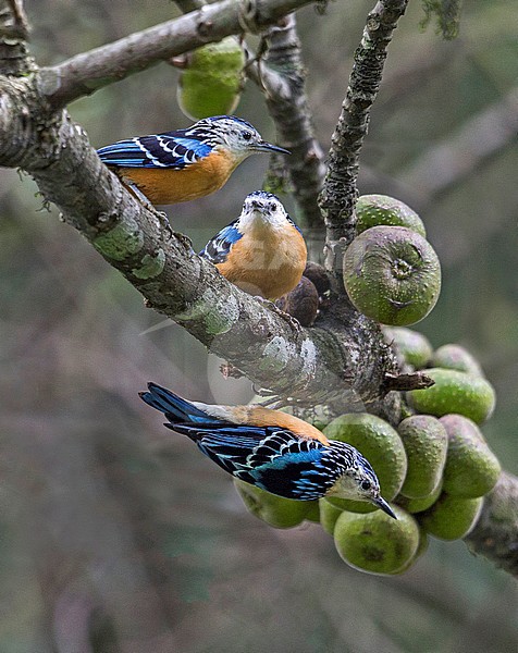 Agami - Beautiful Nuthatch, Sitta formosa