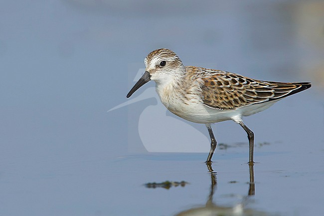 Agami - Western Sandpiper, Calidris mauri
