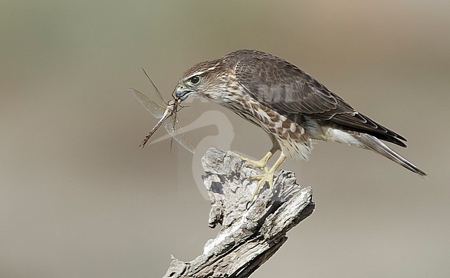 Agami - Taiga Merlin, Falco columbarius columbarius