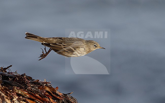 Agami - Rock Pipit, Anthus petrosus littoralis