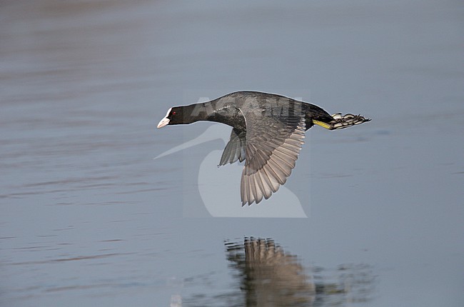 Agami - Meerkoet, Eurasian Coot, Fulica atra