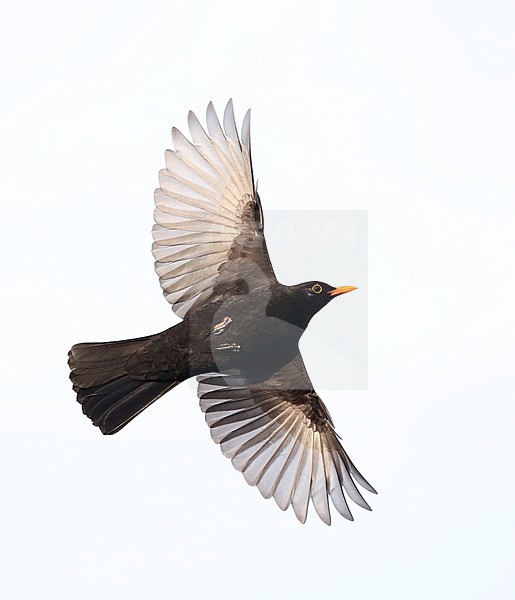Agami - Merel, Common Blackbird, Turdus merula