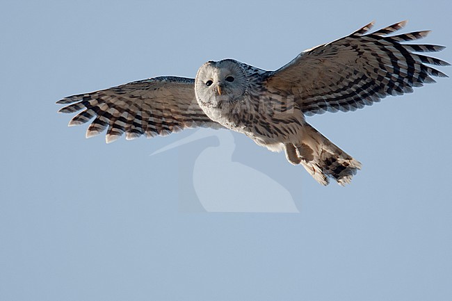 Agami - Oeraluil, Ural Owl, Strix uralensis