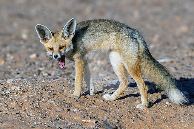 Agami - Rüppel's Fox, Vulpes rueppellii