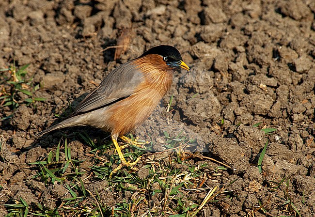 Agami - Brahminy Starling, Sturnia pagodarum