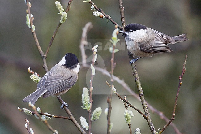 Agami - Willow Tit, Poecile montanus kleinschmidti