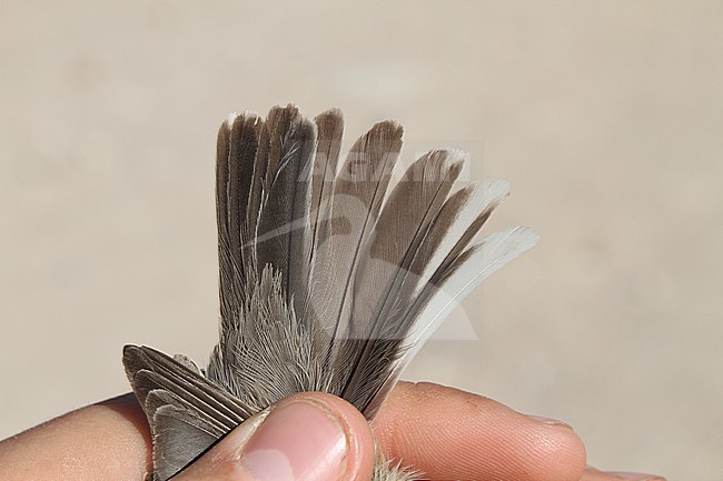 Agami - Eastern Subalpine Warbler, Curruca cantillans