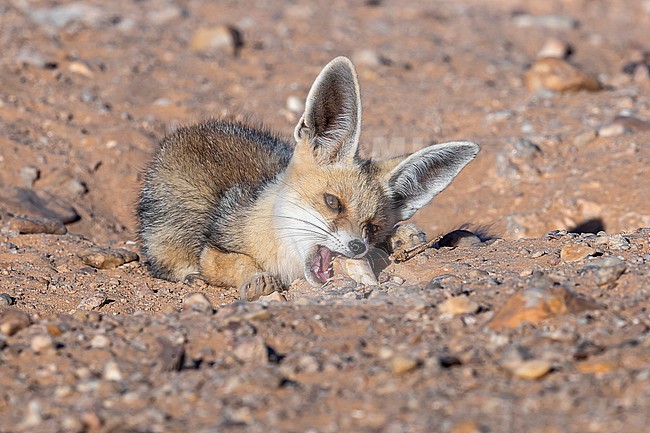 Agami - Rüppel's Fox, Vulpes rueppellii