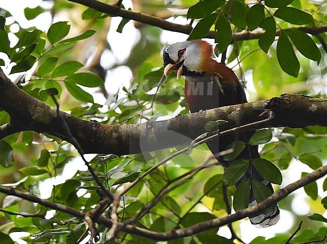 Agami - Scale-feathered Malkoha
