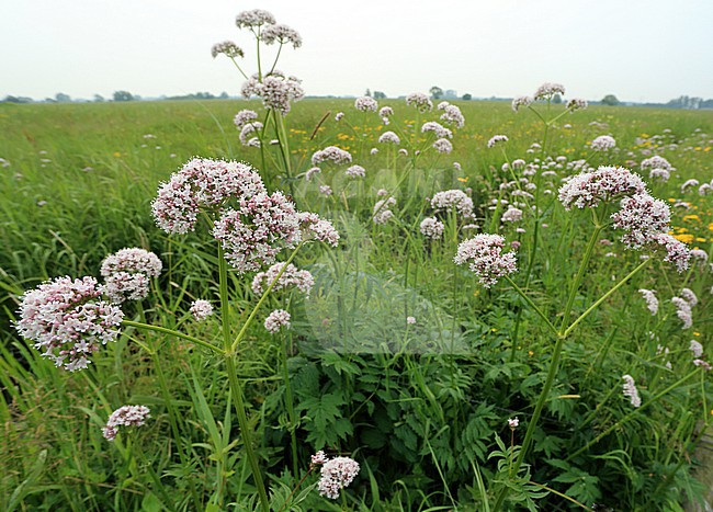 Agami - Echte valeriaan_Marsh Valerian_Valeriana officinalis