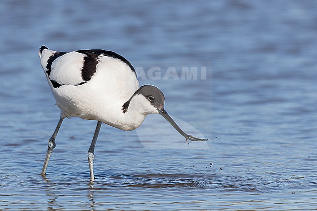 Agami - Pied Avocet, Recurvirostra avosetta