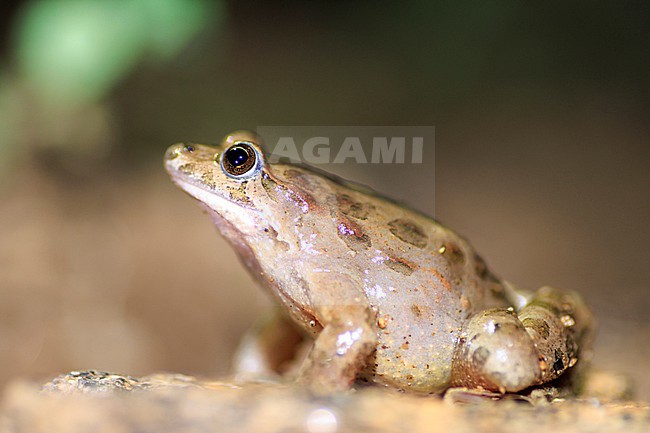 Agami - Painted Frog, Discoglossus pictus