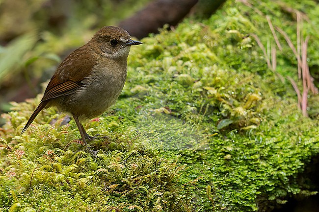 Agami - Lesser Ground-Robin, Amalocichla incerta