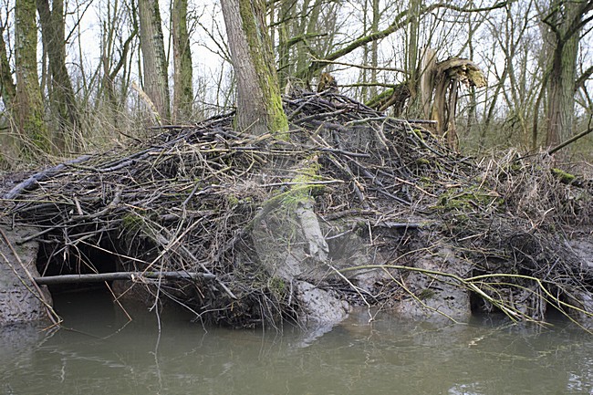 Agami - Beaver lodge Netherlands, Bever burcht Nederland