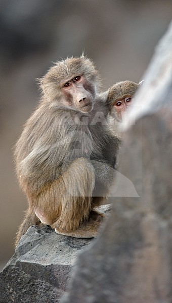 Agami - Mantelbaviaan, Hamadryas Baboon, Papio hamadryas
