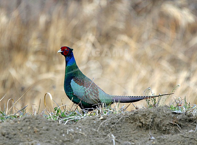 Agami - Groene Fazant, Green Pheasant, Phasianus versicolor