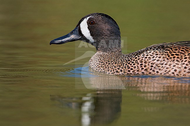 Agami - Blauwvleugeltaling; Blue-winged Teal; Anas discors