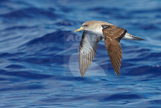 Agami - Kuhls Pijlstormvogel, Cory’s Shearwater, Calonectris borealis
