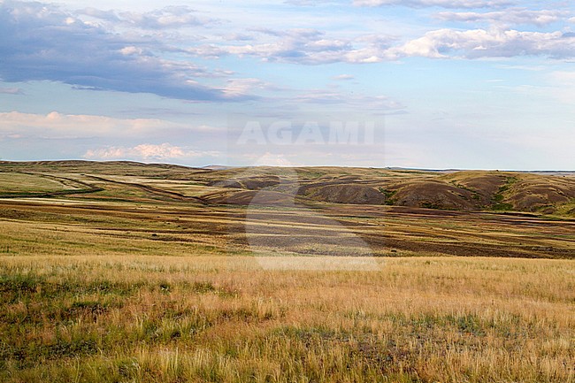Agami - Steppe landschap, Steppe Landscape