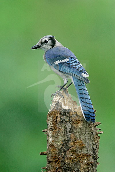 Agami - Blauwe Gaai, Blue Jay, Cyanocitta cristata