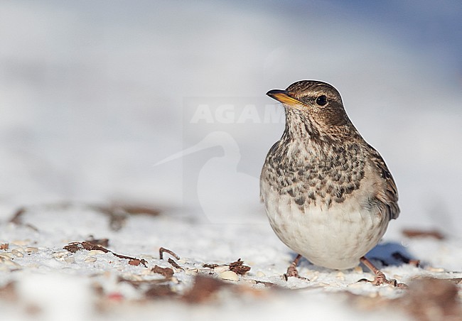 Agami - Zwartkeellijster x Roodkeellijster; Black-throated Thrush x Red-